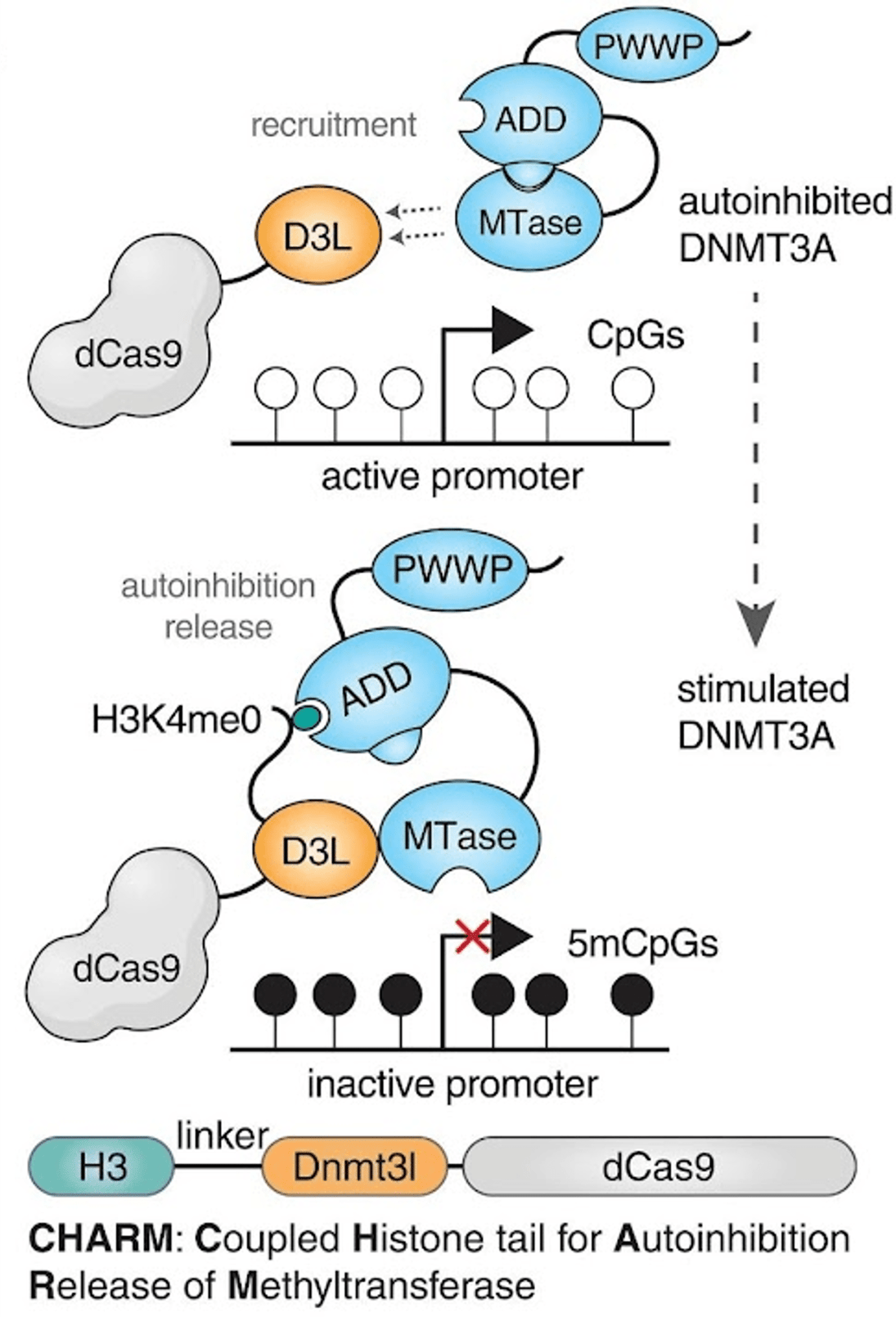 Hot Plasmids: Summer 2024